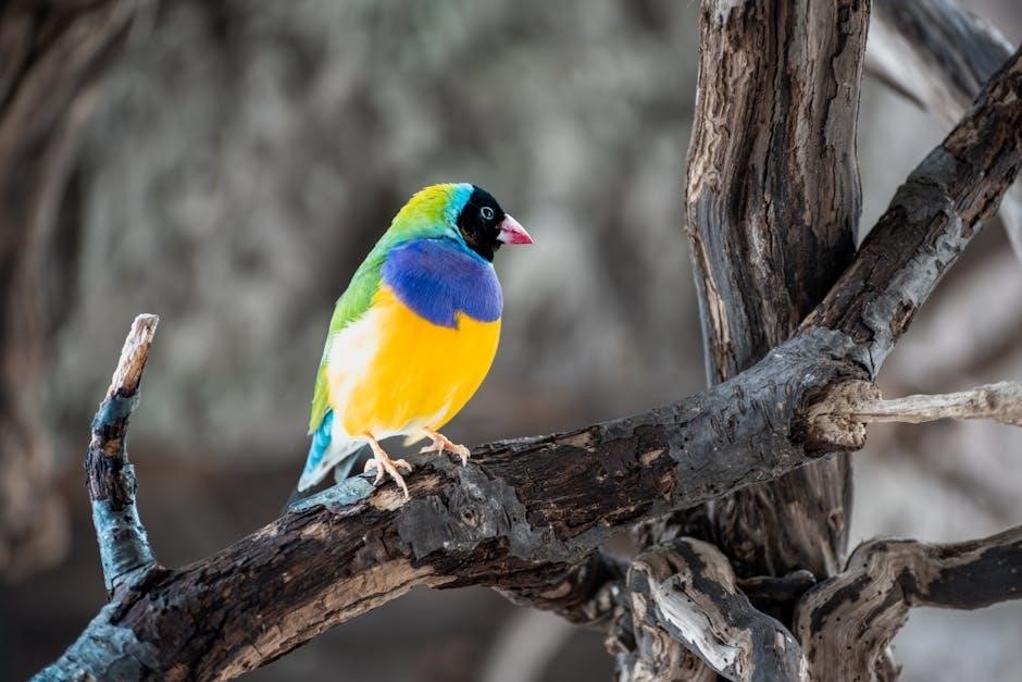 Free Finch & Linnet Sheet Music PDF - Play Beautiful Melodies!